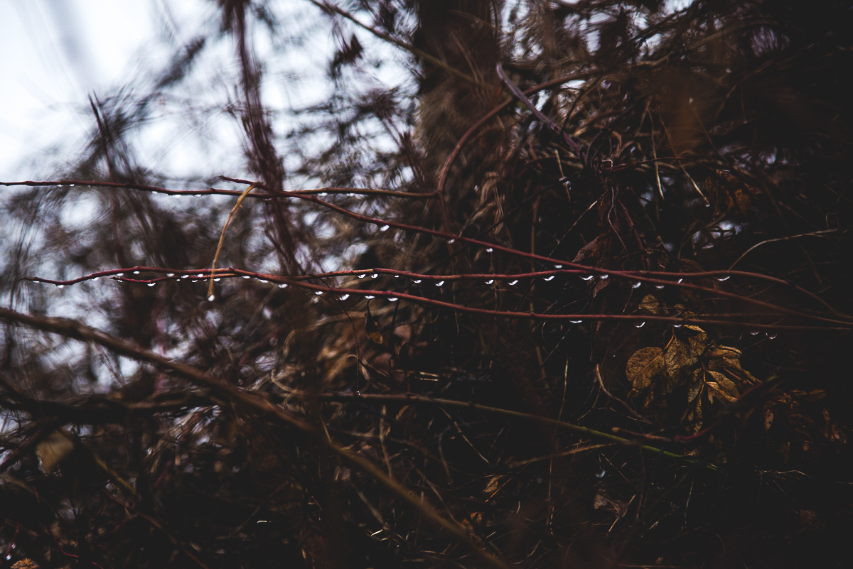 Sparkle of Light on the Grayest Day – The Light for My Path