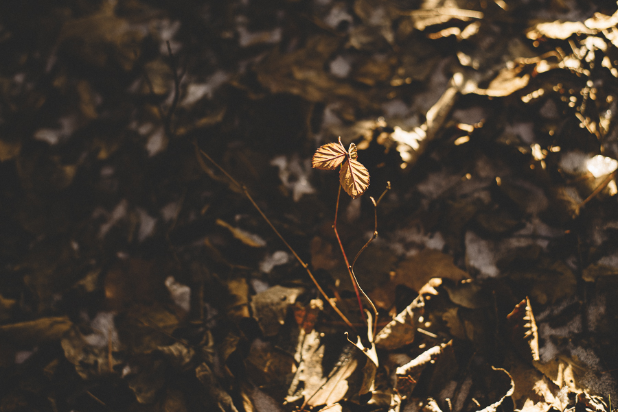 Glancing Back, Peering Forward – The Light for My Path